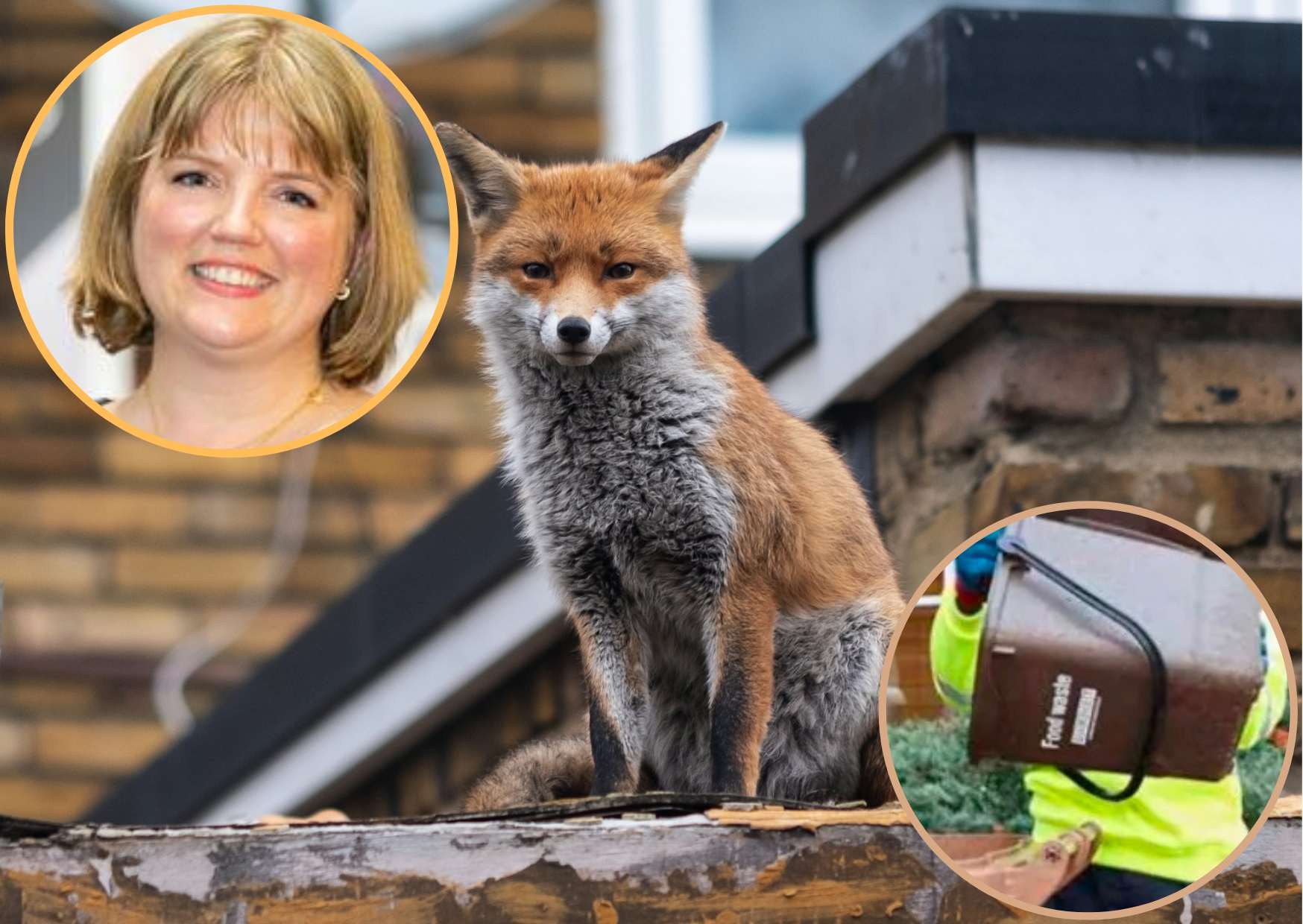 Council could be outfoxed over food waste collections, warn councillors ...